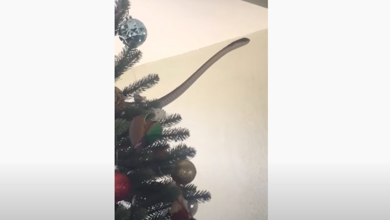 Strupeno presenečenje NA božičnem drevesu - Radio Fantasy