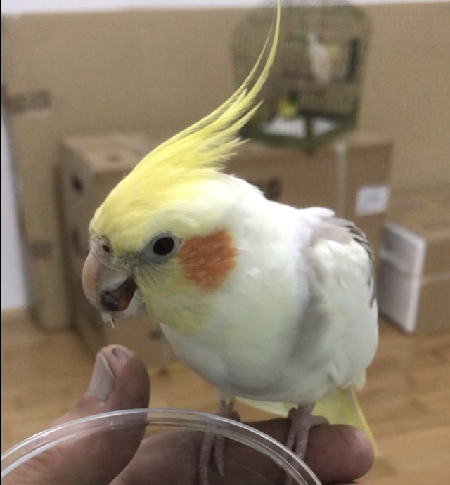 Zatekla se je papiga nimfa - Radio Fantasy